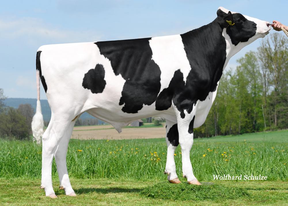 Bullseye Genetics GmbH Bullseye Genetics GmbH